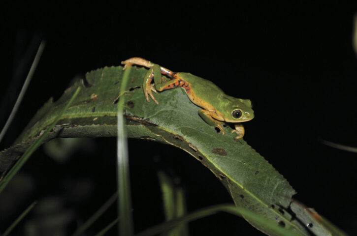 ANFÍBIOS AMEAÇADOS DE EXTINÇÃODesafios da ciência para a conservação ...